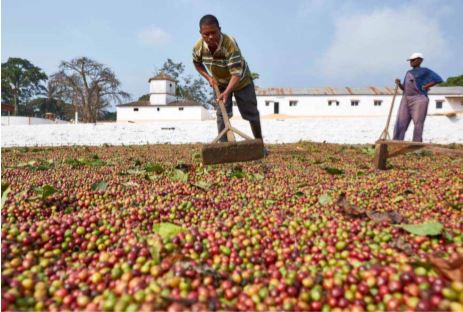 Angola aposta na revitalização do sector cafeeiro nacional – OPaís